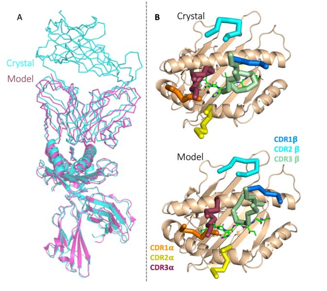 Etcembly reveals world's first immunotherapy drug designed using ...